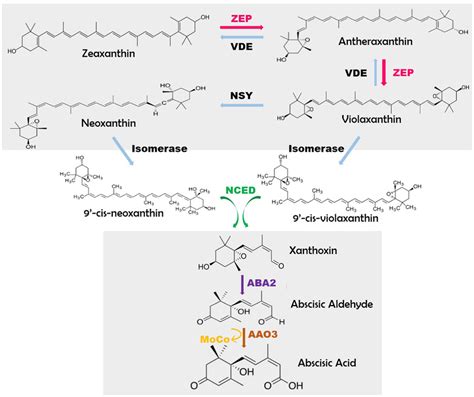 Pathway Of Abscisic Acid Biosynthesis Modified From Nambara And Download Scientific Diagram