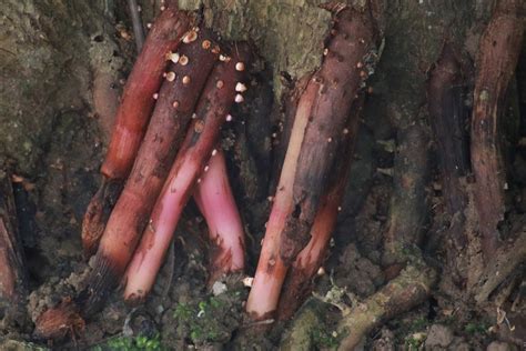 Tree Root Fungi Free Photo On Pixabay