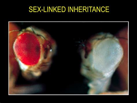 Ppt Lecture 03 Patterns Of Inheritance Ii Powerpoint Presentation