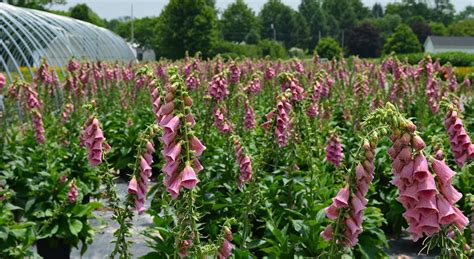 Foxglove Plug Plants