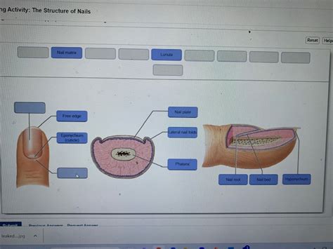 Solved Please Help With Labeling Figures Directly Label Chegg Com