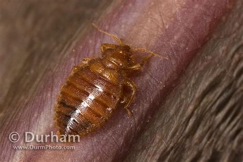 Michael Durham Photography DurmPhoto Com Bat Bug