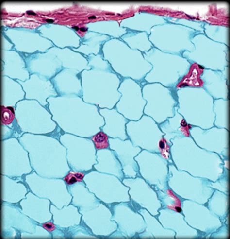A P Lab Practical Cumulative Final Flashcards Quizlet