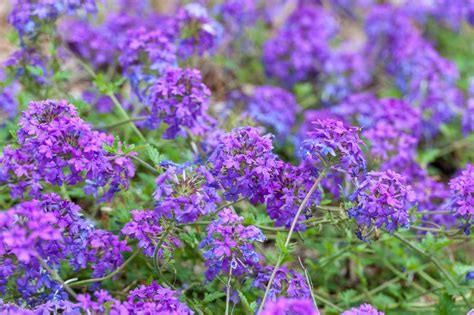 How To Grow And Care For Verbena