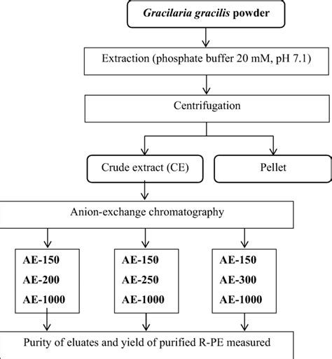Scheme For R Phycoerythrin Extraction And Purification Procedure From