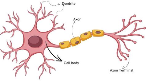 How To Build Perceptron In Python