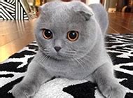 银渐层折耳猫幼猫发呆图片 儿童画简笔画图片 哇图网