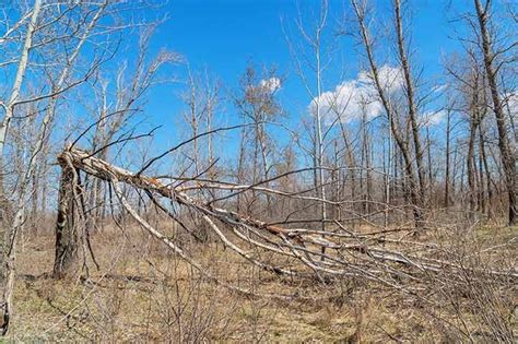 Why Dying Trees Are A Problem And How To Identify Them — Longhorn Tree
