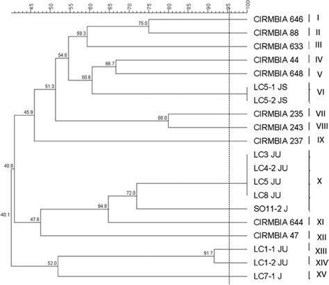 Dendrogram Based On Upgma Clustering Dice Coefficient Of Smai Pfge