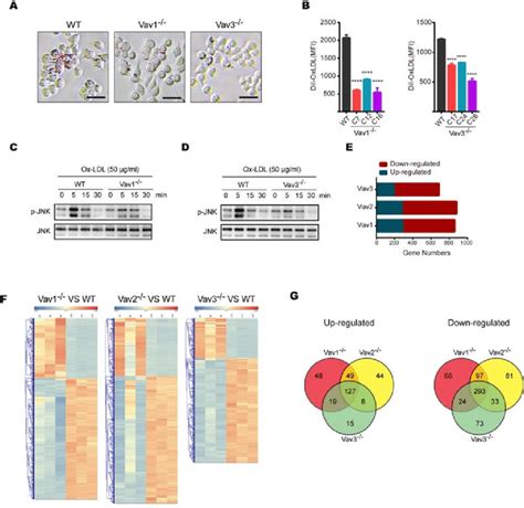 Transcriptomic Alteration In Macrophages Deficient In Each Vav Gene A