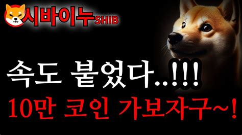 시바이누 충격 이 불장에 절망적이라고 아직 기회는 있다 Youtube