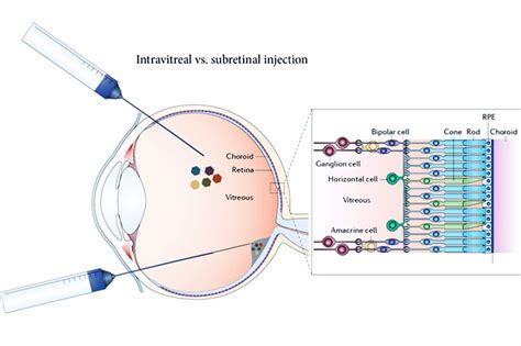Blind Mice Get Their Sight Back After Gene Insertion Futurity