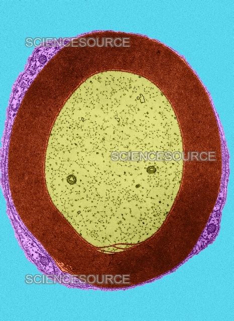 Myelin Sheath Tem Stock Image Science Source Images
