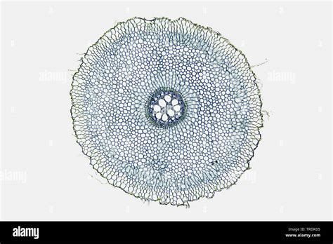 Cross Section Of Root
