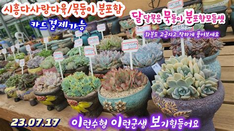 시흥다사랑다육3분포함 달달묵은 군생들 착하게 품어보세요하월야백봉누다금오팔리나해리왓슨더스티로즈나나후크미니피어리스당인 Youtube