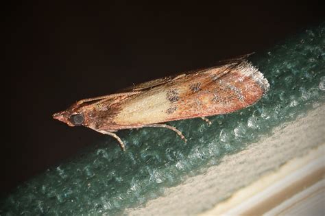 Plodia Interpunctella — Бабочки Нижегородской области