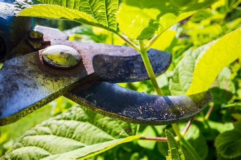 Premium Photo Farmer Hands Who Make Pruning Of Bushes With Secateurs Gardening Tools