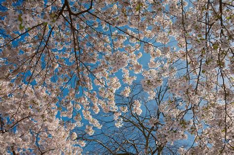 Helm Basics For Kubernetes Charts Templates And Repositories Explained Medium