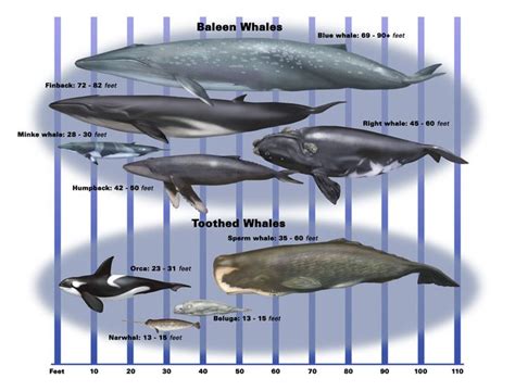 Blue Whale Vs Killer Whale Size Picksglop