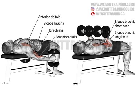 Supine Dumbbell Curl Instructions And Video Weight Training Guide