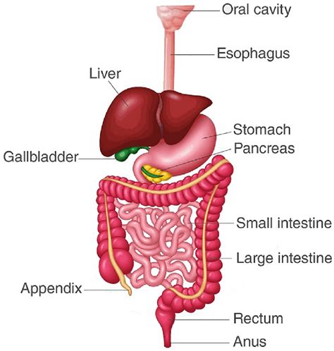 Anatomy Of Human Gastrointestinal Tract Gokulnath 2021 Download