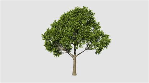 9 Tree In Plan Cutout Stock Video Footage 4K And HD Video Clips Shutterstock