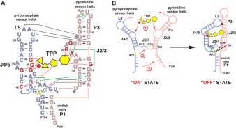 Structure Of The Eukaryotic Thiamine Pyrophosphate Riboswitch With Its Regulatory Ligand Science