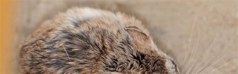 Southern Grasshopper Mouse Faunafocus Southern Grasshopper Mouse Faunafocus