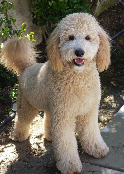 How Often Should I Groom My Mini Goldendoodle At Leslie Green Blog