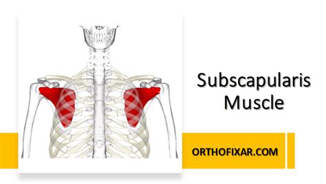 Subscapularis Muscle Anatomy Orthofixar