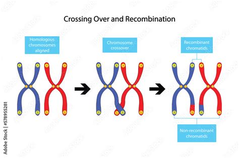 Illustration Of Biology Crossing Over And Recombination Genetic