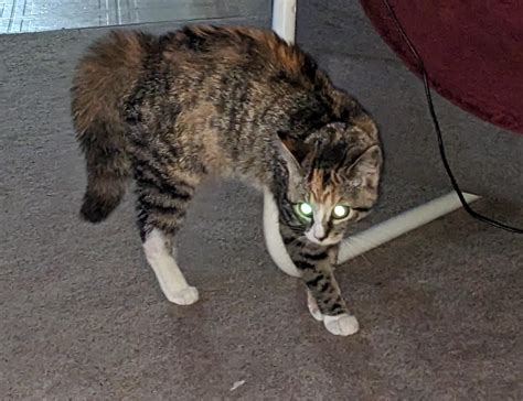 Sentinel Mode Activated Rcatpics