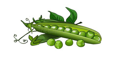 Pea Green Peas In A Pod Fresh Ripe Peas Vector Stock Vector Illustration Of Ingredient