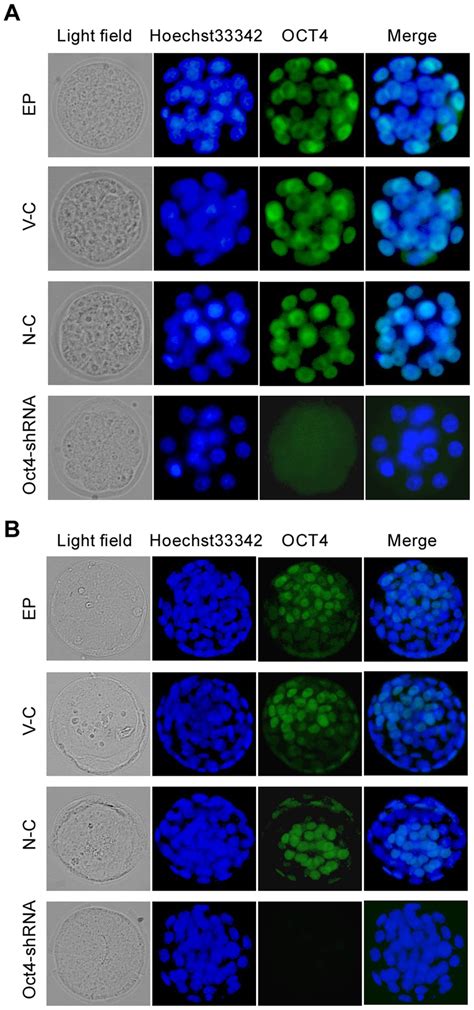 The Oct4 Protein Level In The Multi Cell Embryos And Blastocysts