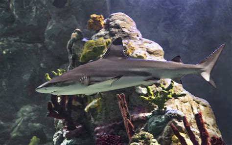 Sharks Sea Life San Antonio