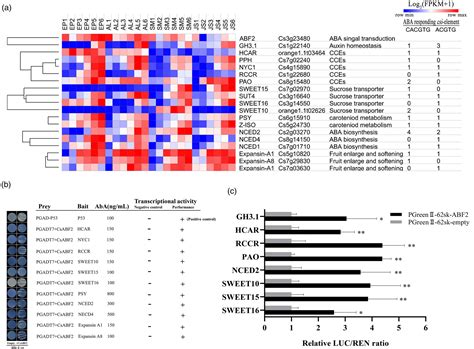 High‐spatiotemporal‐resolution Transcriptomes Provide Insights Into Fruit Development And