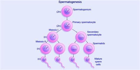 Spermatogenesis The Purpose And Process Of Spermatogenesis