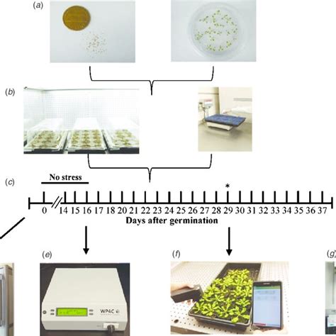 Flow Chart For High Throughput Phenotyping Experiments During Water Download Scientific Diagram