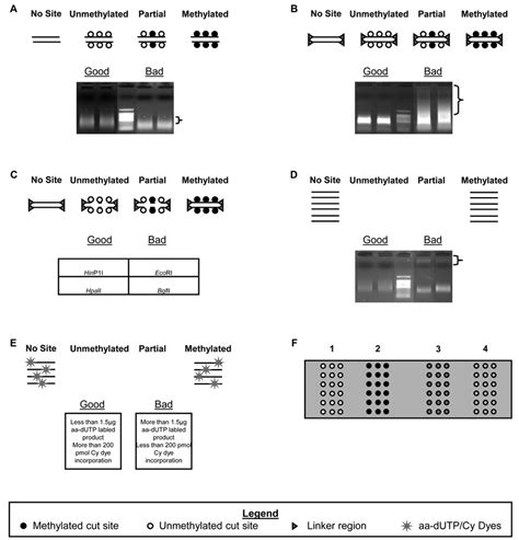 Chapter 9 Methylation Analysis By Microarray Pmc