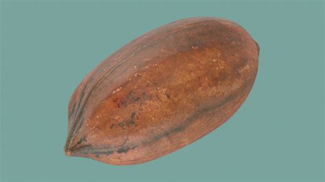 Pecan Shell 03 3d Model Turbosquid 1978153