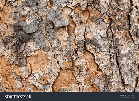 Detail Bark Mature Tree Sheds Peels Stock Photo Edit Now 729821662
