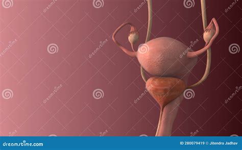 Understanding Bladder Cystitis Infection Symptoms Causes And Treatment Visualization Royalty