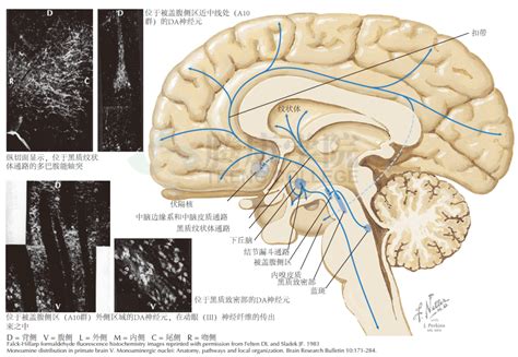 神经解剖学 多巴胺能神经纤维通路 中脑 投射 皮质