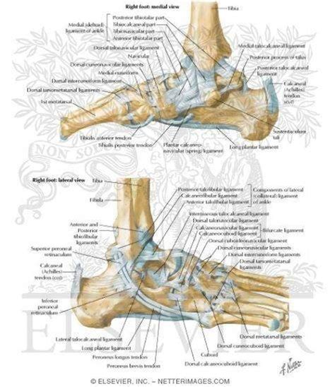 Pictures Of Ankle Joint Ligaments