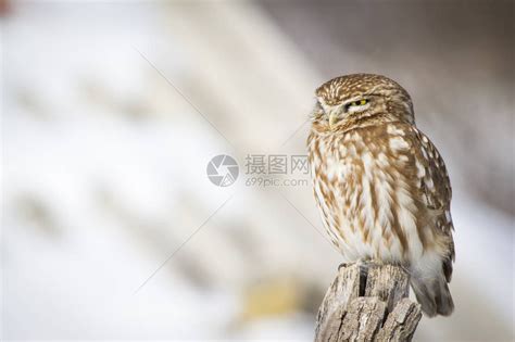 可爱的小猫头鹰自然栖息地背高清图片下载 正版图片504627268 摄图网