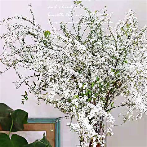 雪柳的图片 花束 盆景 第6页 大山谷图库