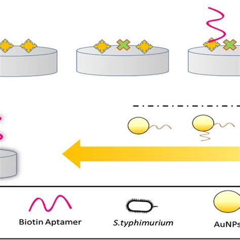 Schematics Of The Colorimetric Based Aptasensor For The Detection Of S Download Scientific