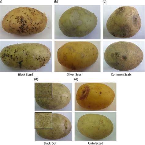 Pdf Potato Disease Classification Using Convolution Neural Networks