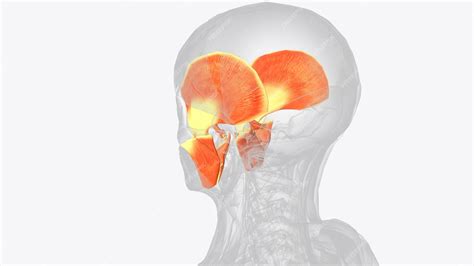 Premium Photo The Muscles Of Mastication Are A Group Of Muscles Associated With Movements Of