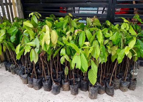 The Ridge Todays Delivery Of Grafted Cacao Uf 18